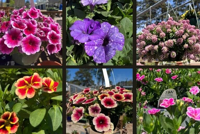 Periwinkle | Care & Growing Guide for Vinca Vine