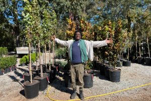 Blue Daze | A Comprehensive Guide For Growth & Care