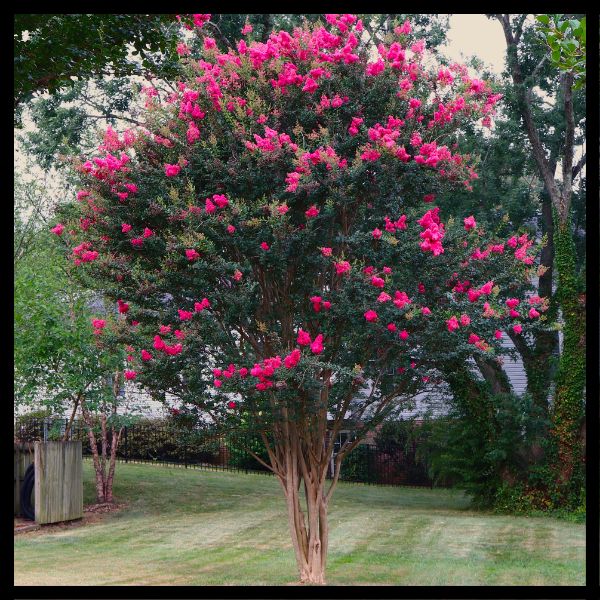 Crape Myrtle