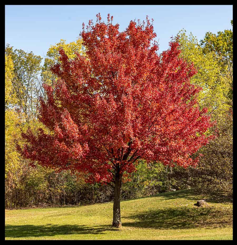 Maple Trees | Stunning Varieties For Your Landscape