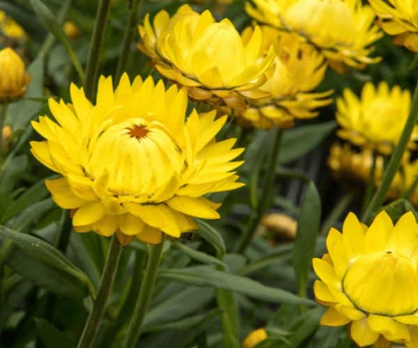 Bracteantha Brilliance | Unlock A Radiant Garden Display