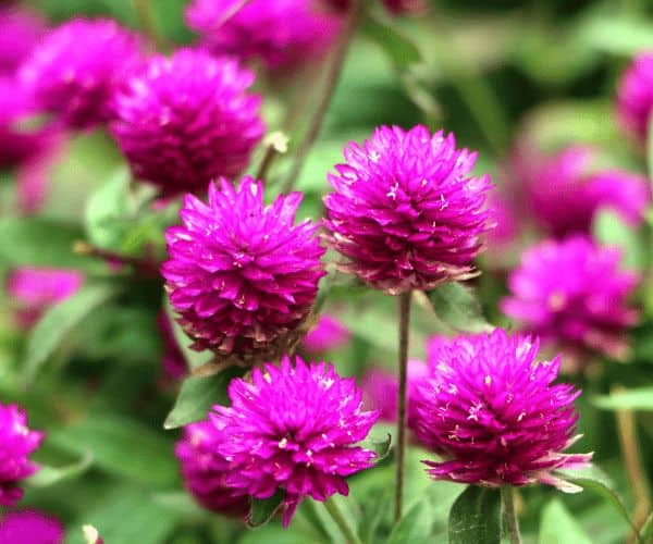 Gomphrena Gardening Guide | Cultivate Colorful Blooms