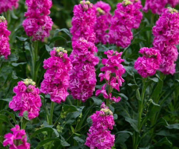 Stock | A Guide To Growing Matthiola Incana In Your Garden