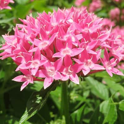 Pentas Perfection | Ultimate Guide To Pentas Lanceolata