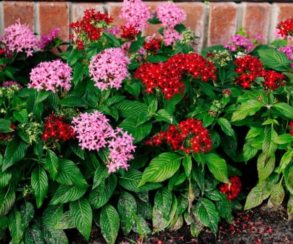 Pentas Perfection | Ultimate Guide To Pentas Lanceolata