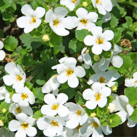 Bacopa Beauty | Unlock Care Tips and Stunning Varieties