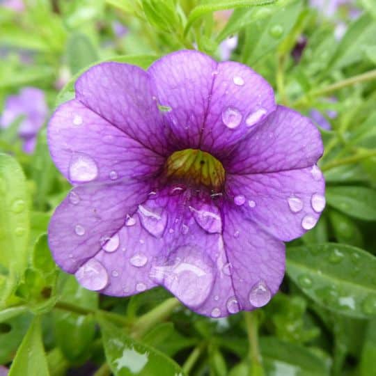 Bacopa Beauty | Unlock Care Tips and Stunning Varieties