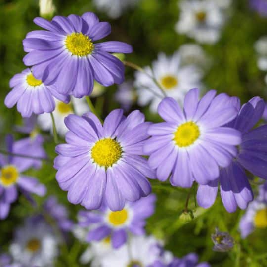 Brachyscome | Enchant Your Garden with Swan River Daisy
