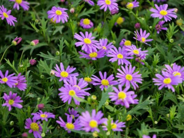 Brachyscome | Enchant Your Garden with Swan River Daisy