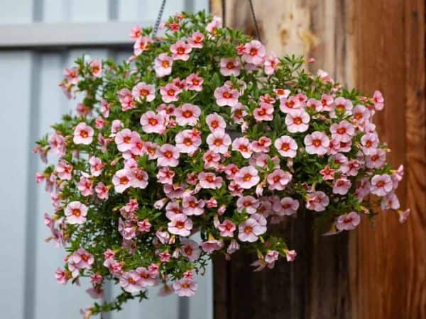 Calibrachoa | Discover The Beauty of Million Bells