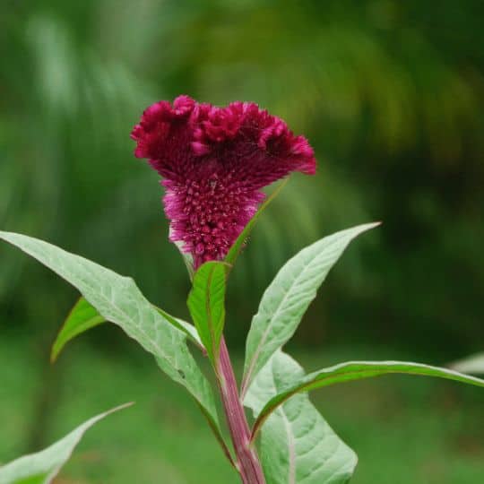 Celosia | A Growing Guide For Vibrant Blooms In Your Garden