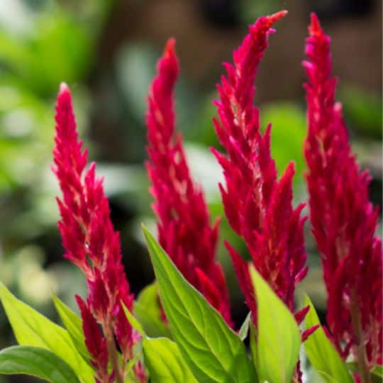Celosia | A Growing Guide For Vibrant Blooms In Your Garden