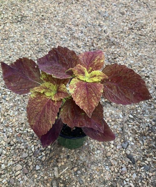 Coleus | Tips, Care, and Varieties For Stunning Gardens