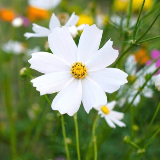 Cosmos | A Guide For Growing Tips And Stunning Blooms