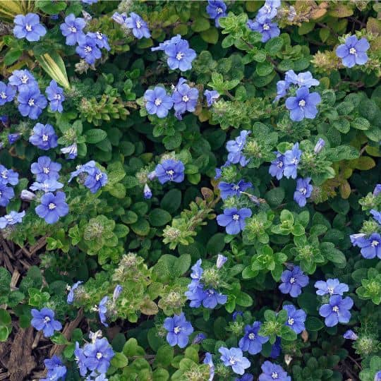 Blue Daze | A Comprehensive Guide For Growth & Care