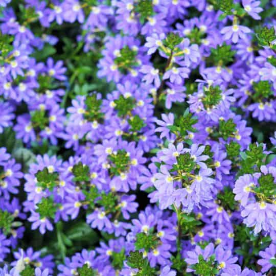Scaevola Serenity | Unlock Care Tips And Vibrant Varieties