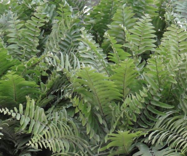 Ferns | Growth And Care Tips For Lush Indoor Greenery
