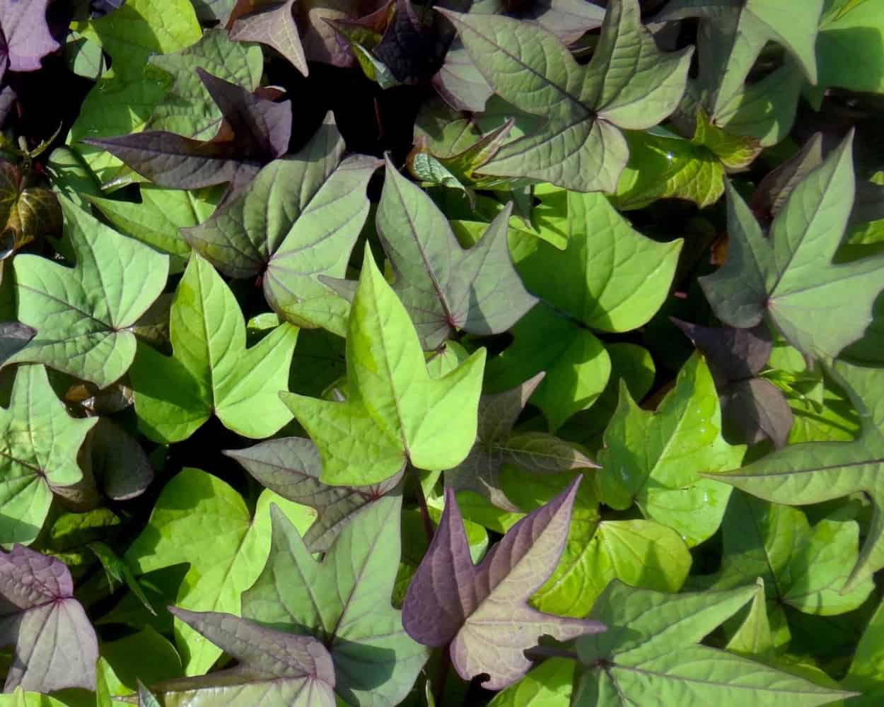 Ipomoea Enchantment | A Guide to Care and Cultivation