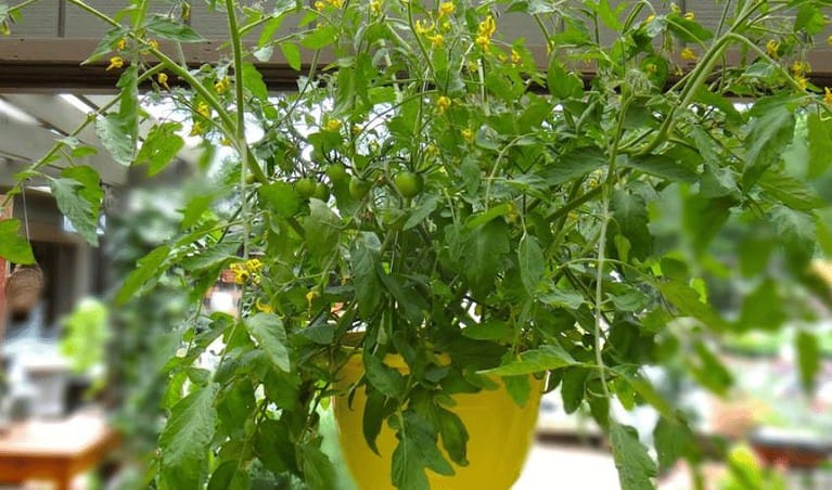 Classes | Explore Educational And Social Gardening Courses