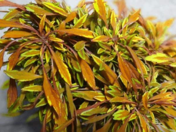 Coleus | Tips, Care, and Varieties For Stunning Gardens