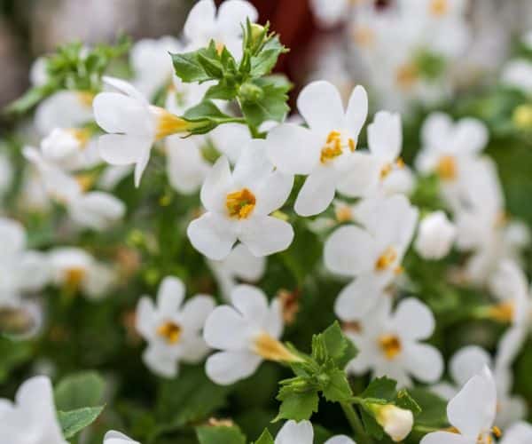 Bacopa Beauty | Unlock Care Tips and Stunning Varieties