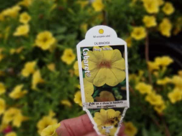 Calibrachoa | Discover The Beauty of Million Bells