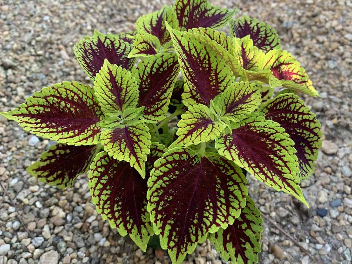 Coleus | Tips, Care, and Varieties for Stunning Gardens