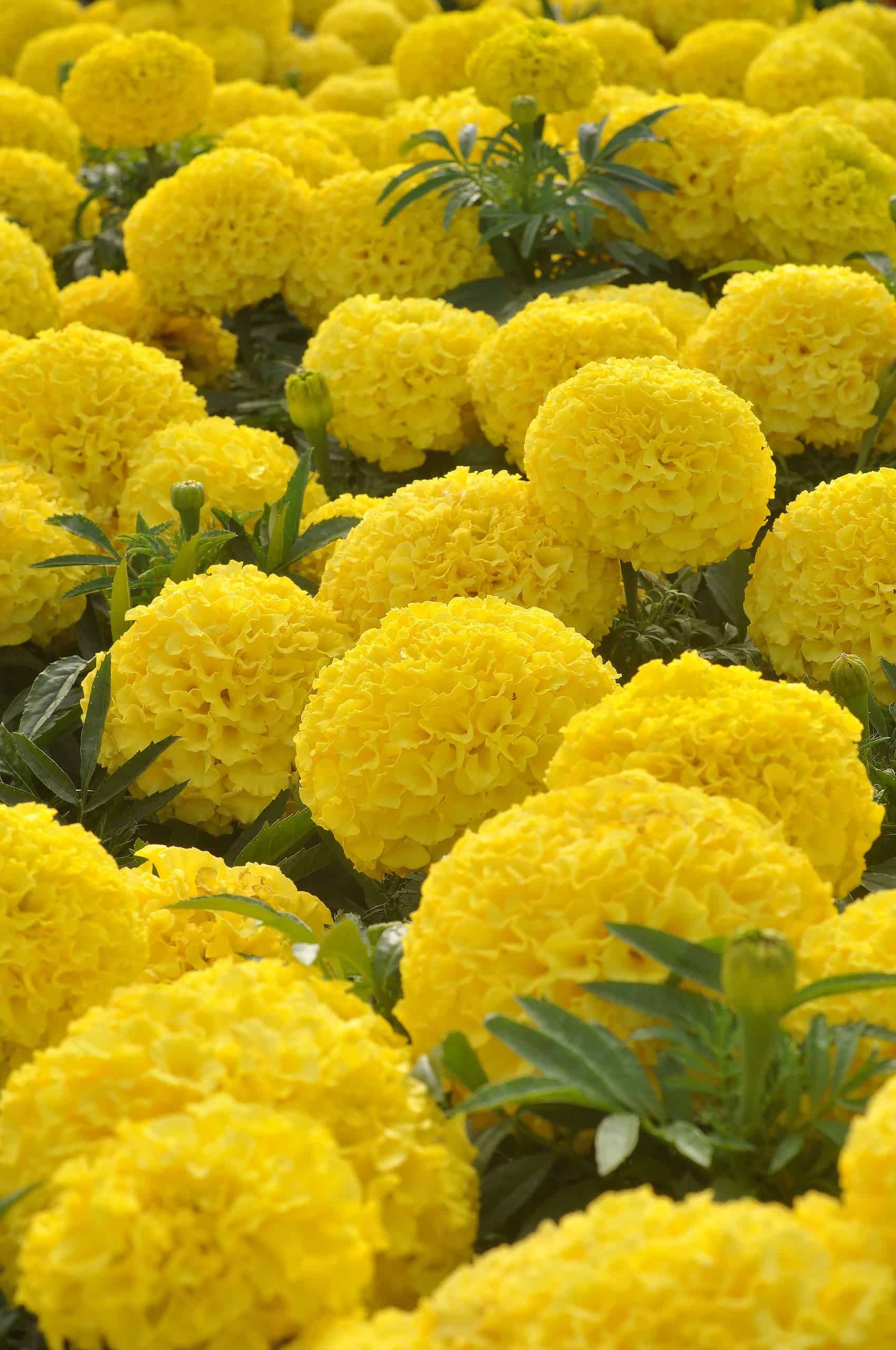 Marigold | Cultivate Colorful Gardens With Our Expert Tips