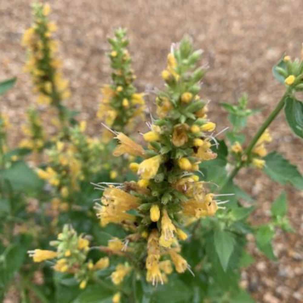 Agastache | A Guide To Cultivating These Aromatic Perennials