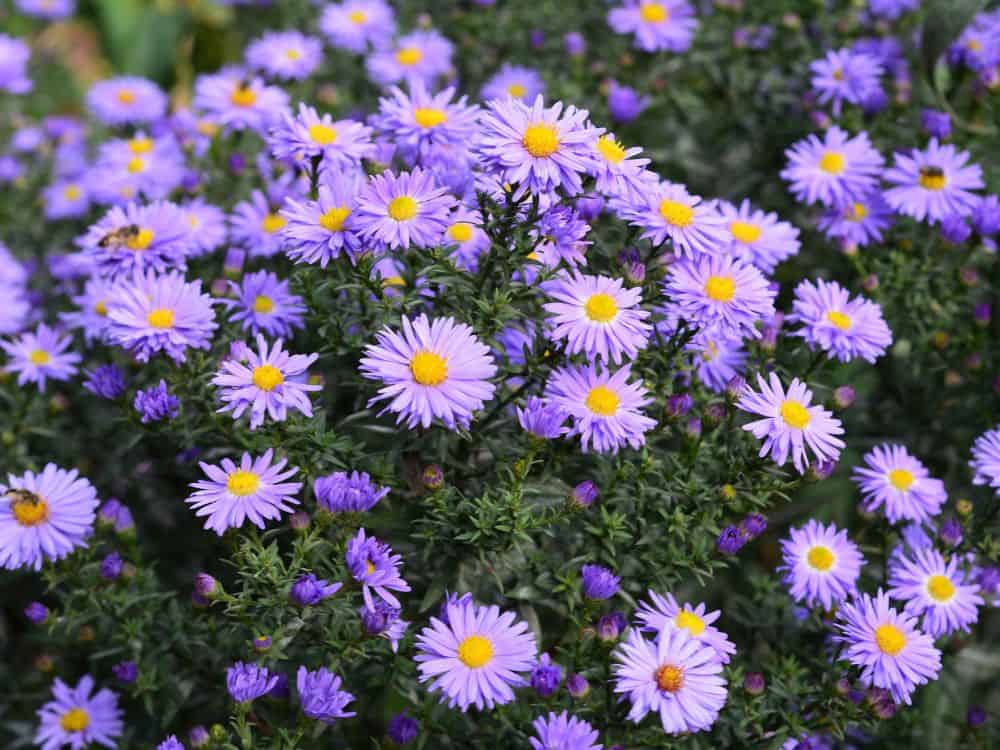 Aster | A Growth & Care Guide For These Vibrant Perennials