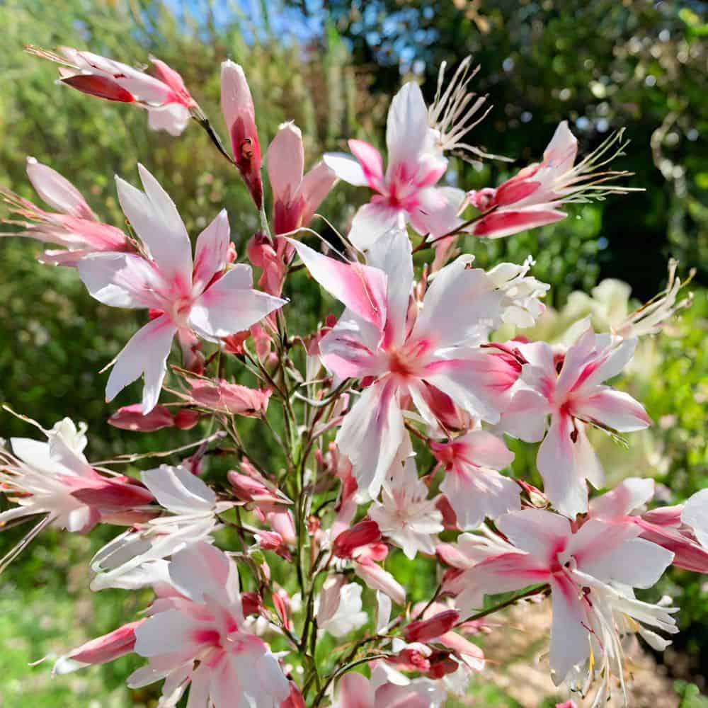 Gaura | Cultivation Guide For Radiant Blooms In Your Garden
