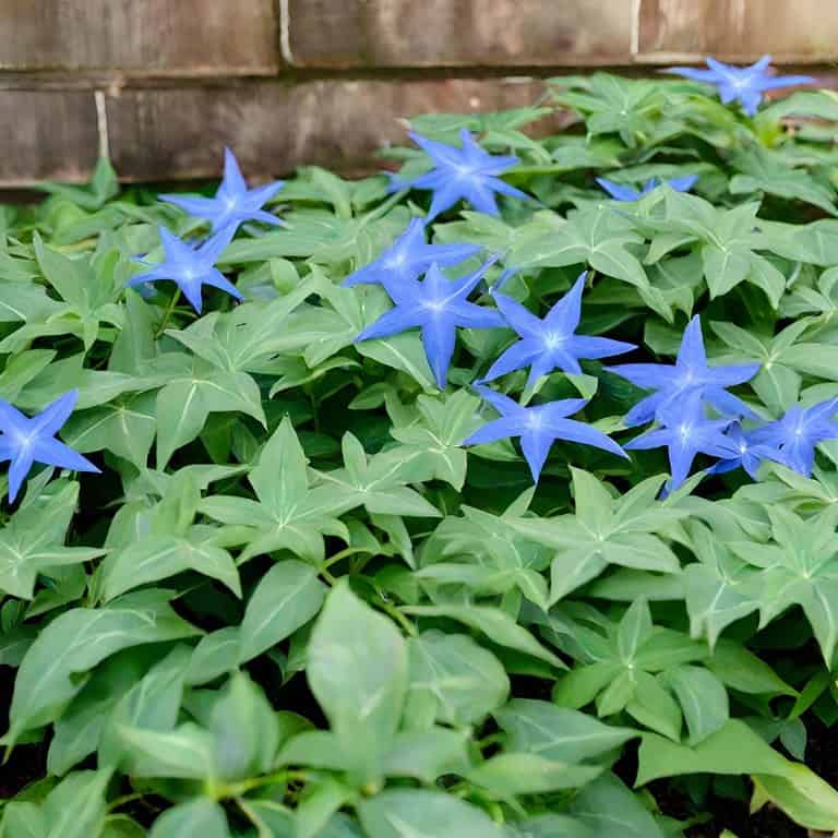Blue Star Creeper | A Care Guide For Ground Cover Elegance