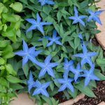 Blue Star Creeper | A Care Guide For Ground Cover Elegance