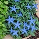 Blue Star Creeper | A Care Guide For Ground Cover Elegance