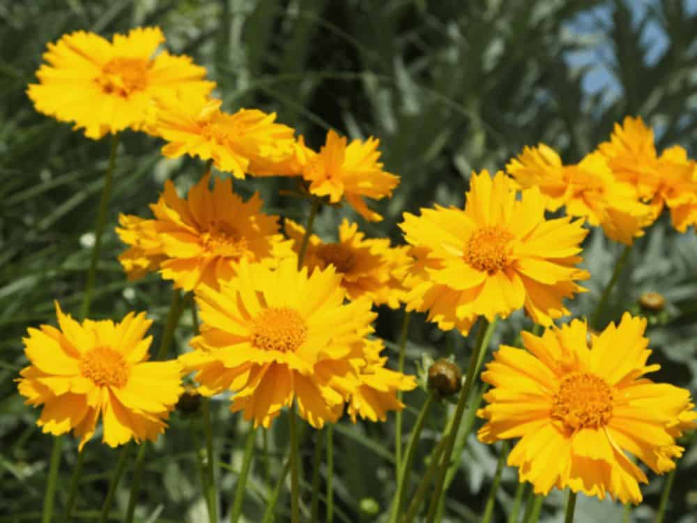 Coreopsis | Brighten Your Garden With Tickseed Blooms