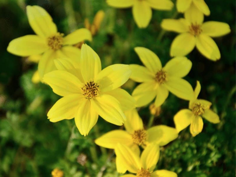 Coreopsis | Brighten Your Garden With Tickseed Blooms