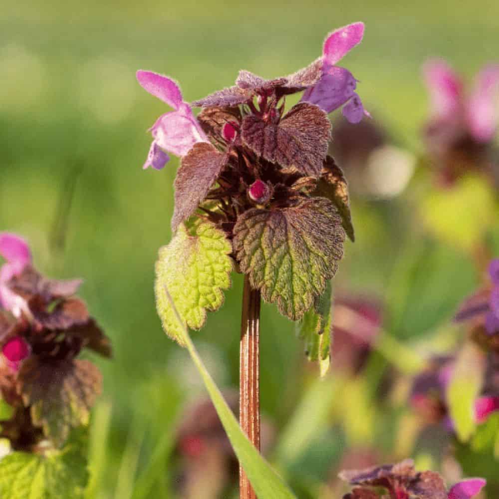 Lamium | Expert Cultivation Guide For Hardy Ground Cover