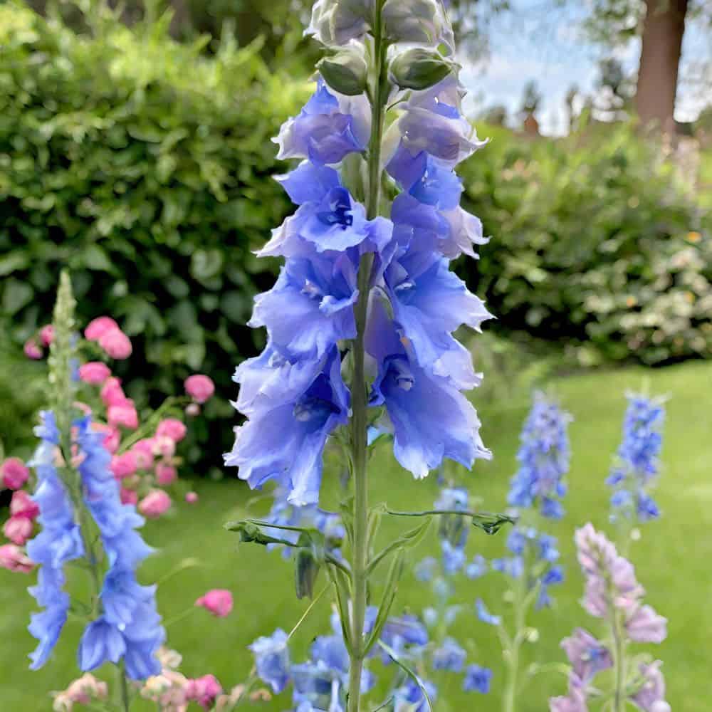 Delphinium | A Cultivation Guide For Majestic Blooms