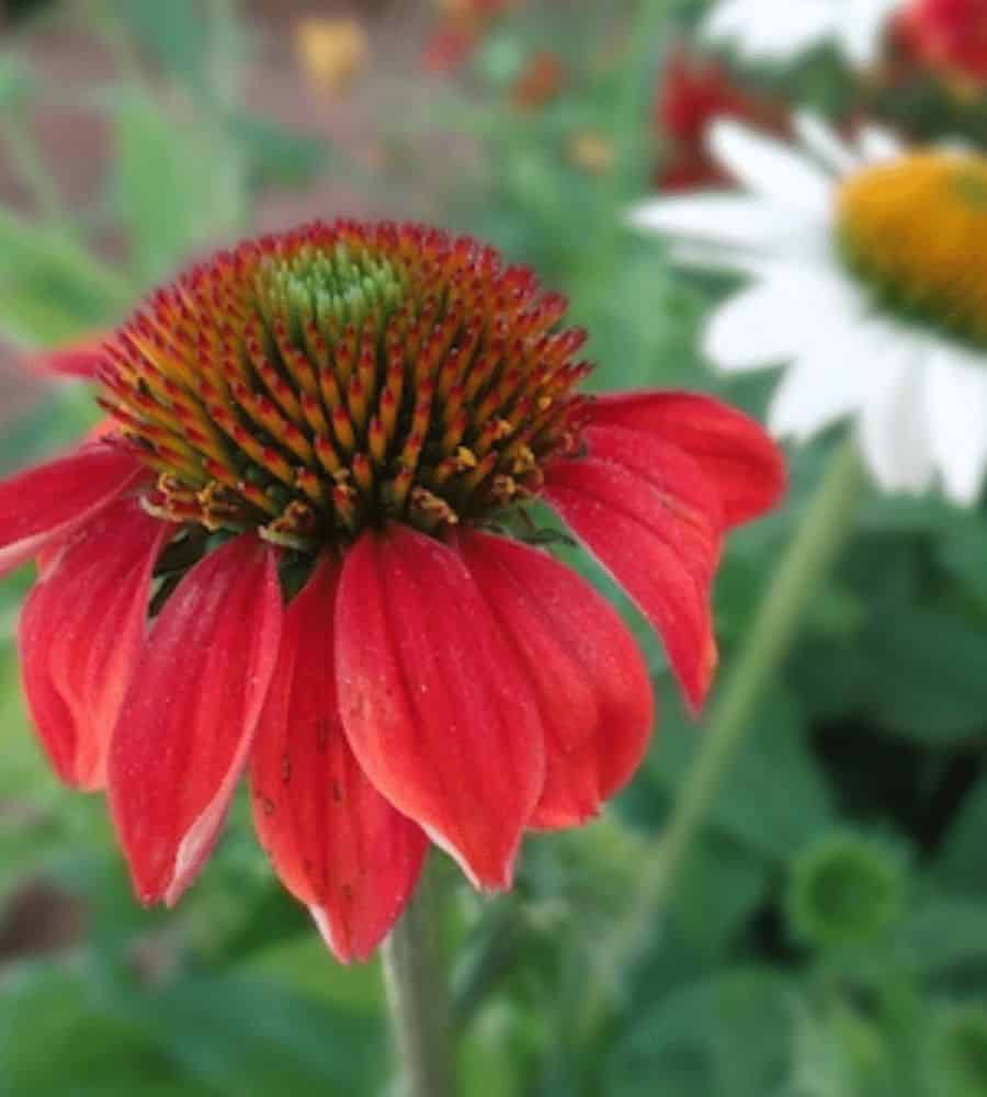 Coneflower Delight | Care Guide For Vibrant Echinacea Blooms