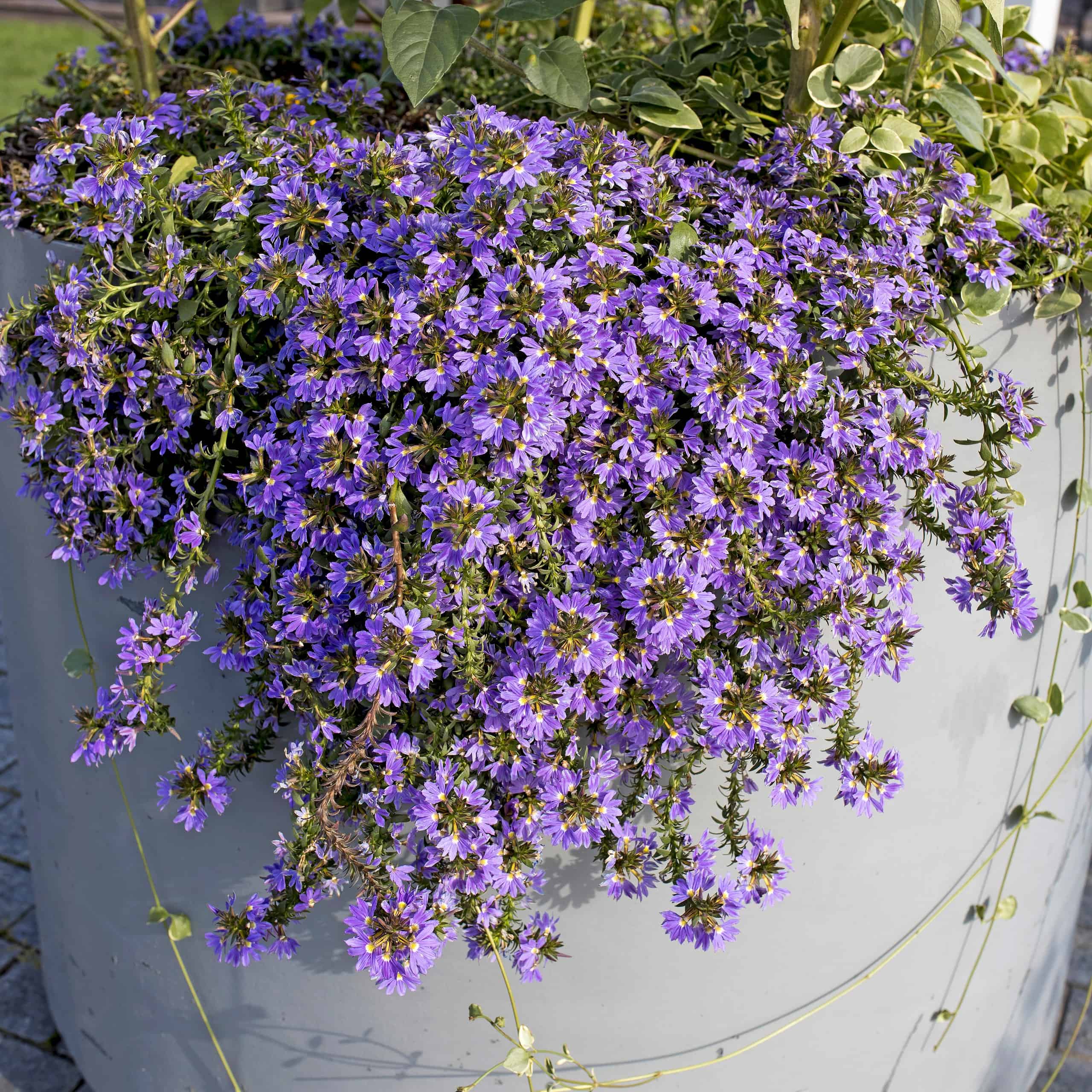 Scaevola Serenity | Unlock Care Tips and Vibrant Varieties