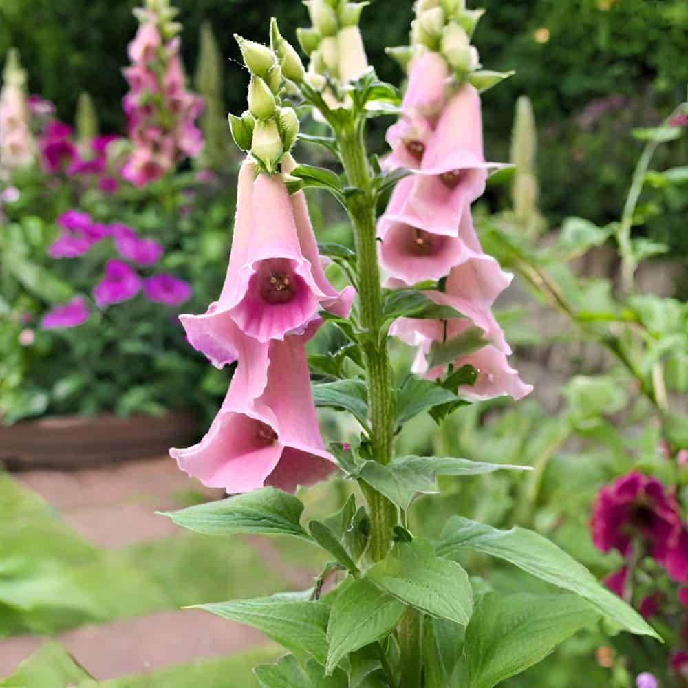 Foxglove | A Cultivation Guide For Enchanting Blooms