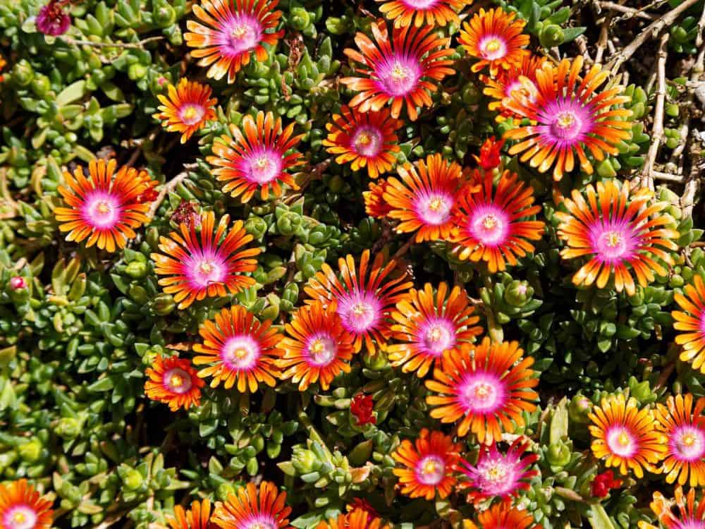 Delosperma | A Growth And Cultivation Guide For Ice Plant