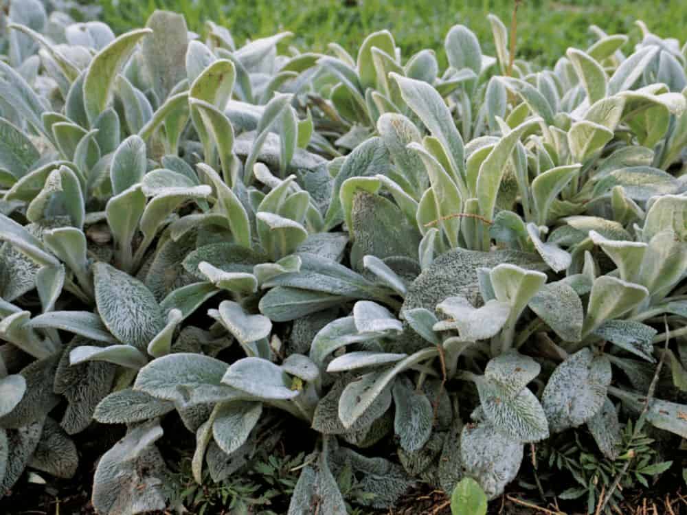 Lamb’s Ears | A Care & Cultivation Guide For Stachys