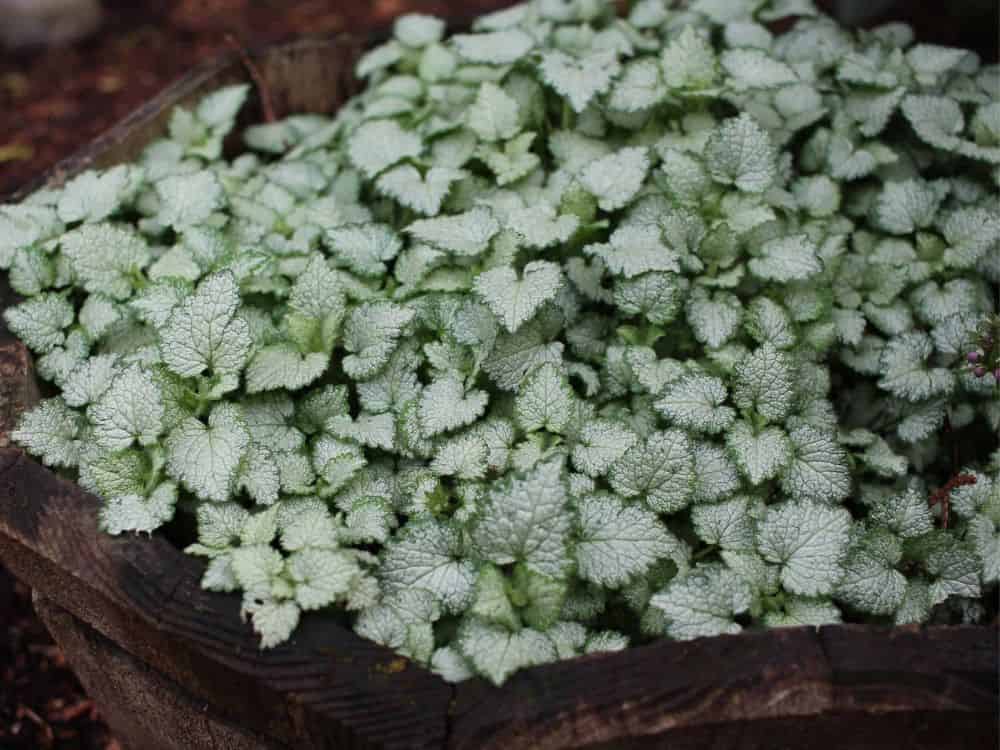 Lamium | Expert Cultivation Guide For Hardy Ground Cover
