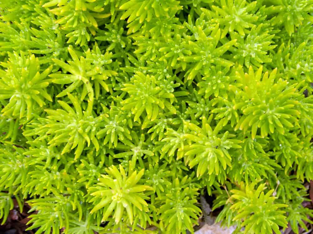 Sedum Lemon Ball | A Growth Guide For Perennial Ground Cover
