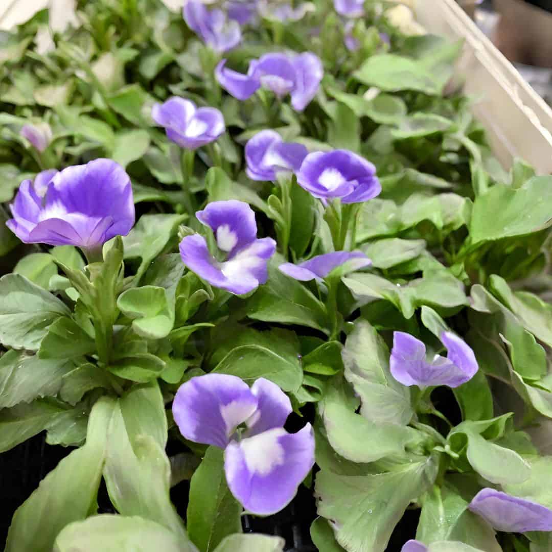 Mazus | A Comprehensive Growth & Care Guide For Gardeners