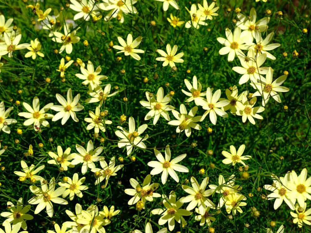 Coreopsis | Brighten Your Garden With Tickseed Blooms