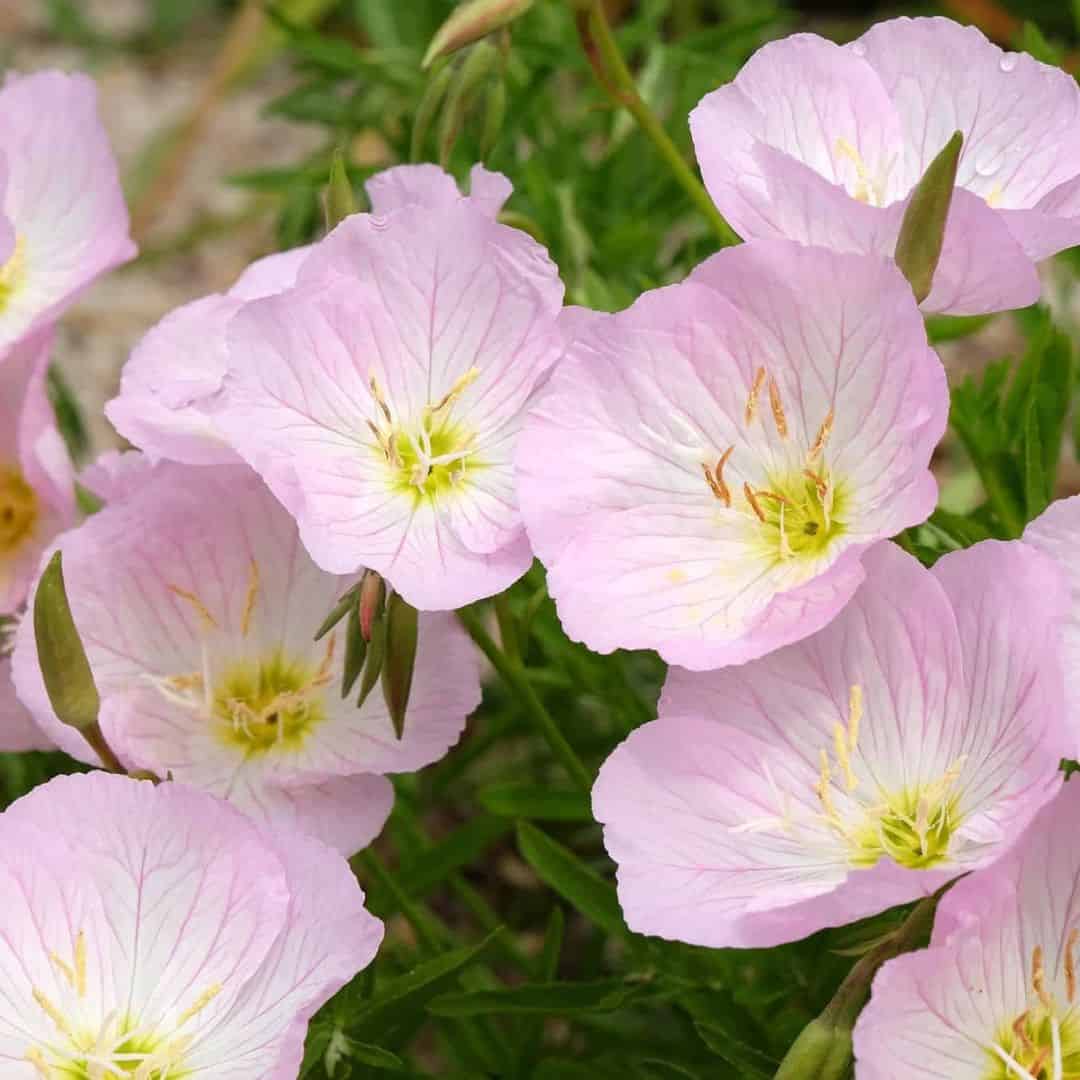 Oenothera | A Cultivation Guide For Evening Primrose