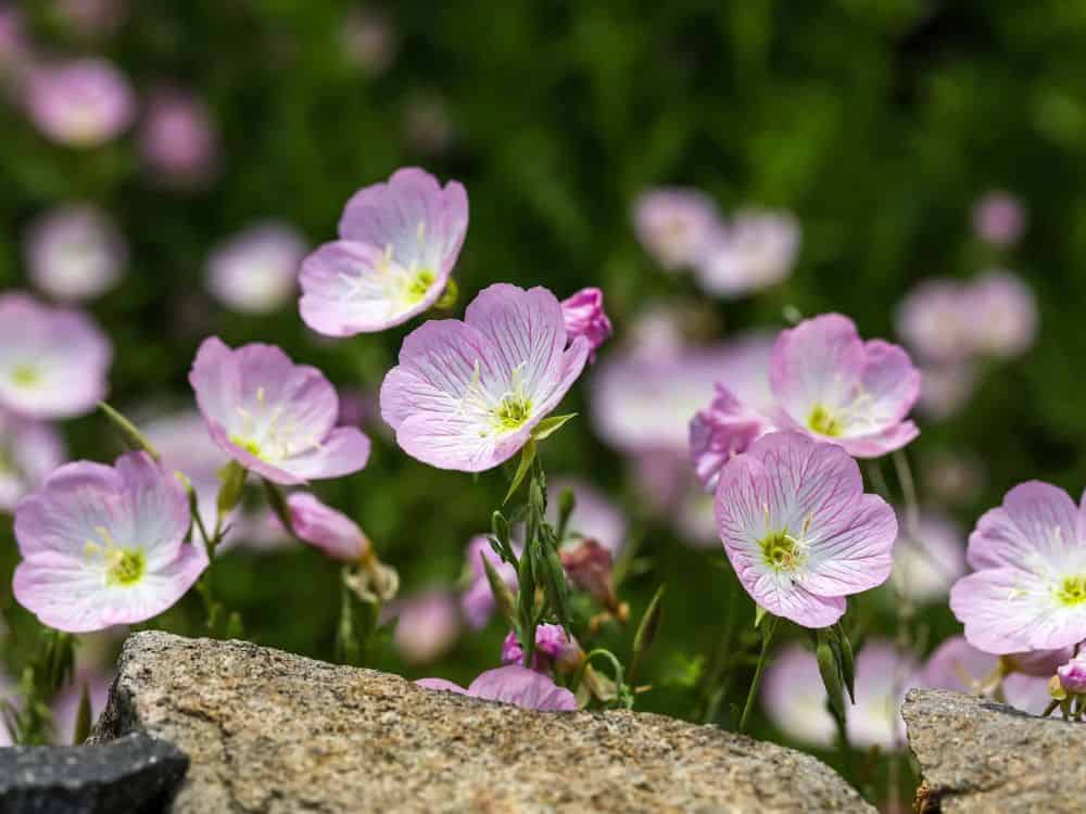 Oenothera | A Cultivation Guide For Evening Primrose