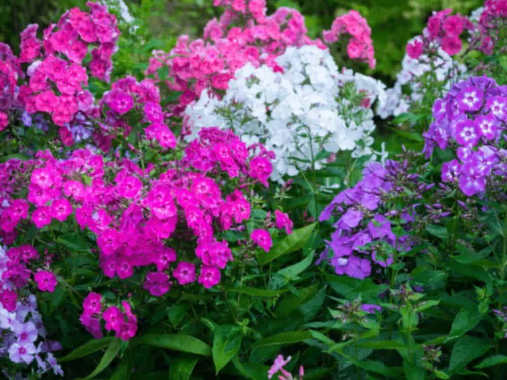 Phlox | A Guide To Growing Vibrant Blooms In Your Garden